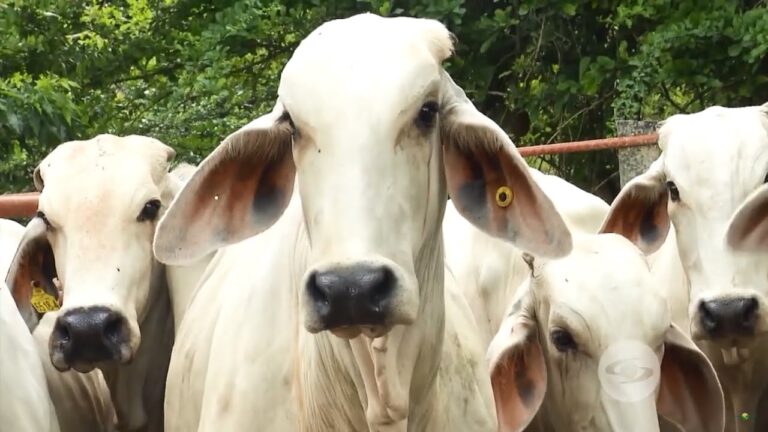 Avances en Técnicas de Reproducción en Genética Animal | Actualizado ...