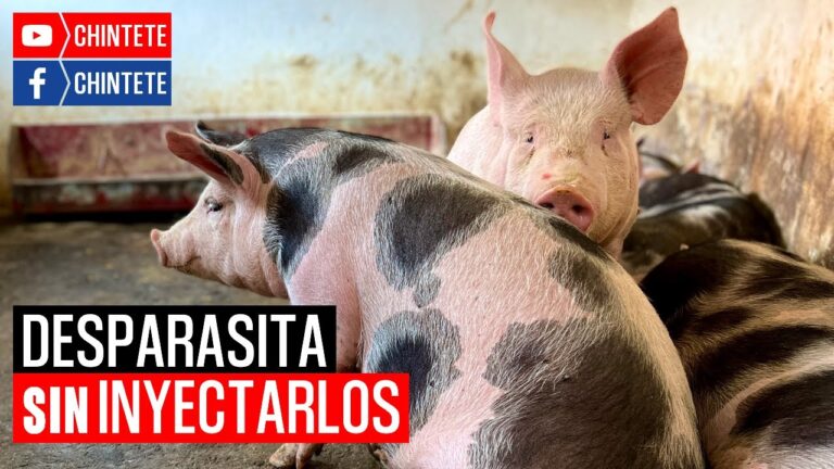 Guía Completa de Desparasitación para Cerdos | Actualizado diciembre 2025