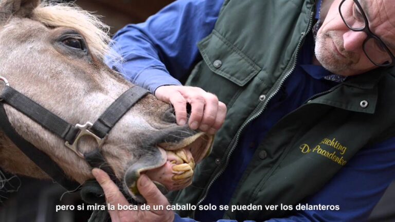 Cuidados Específicos para la Dentadura de Caballos | Actualizado agosto ...